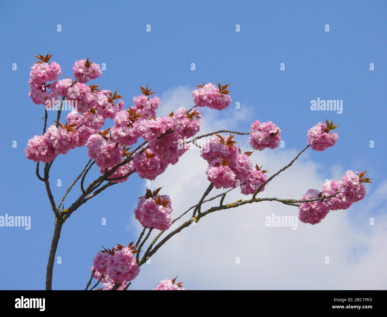 Clove cherry, weeping cherry flowering in spring, Prunus serrulata ...