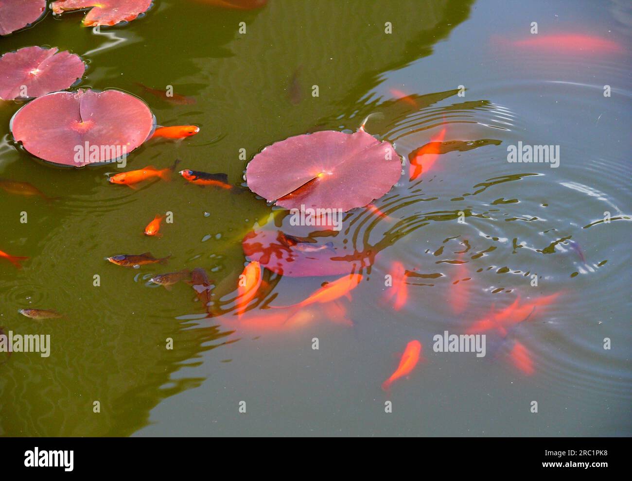 Goldfish in the garden pond Stock Photo - Alamy