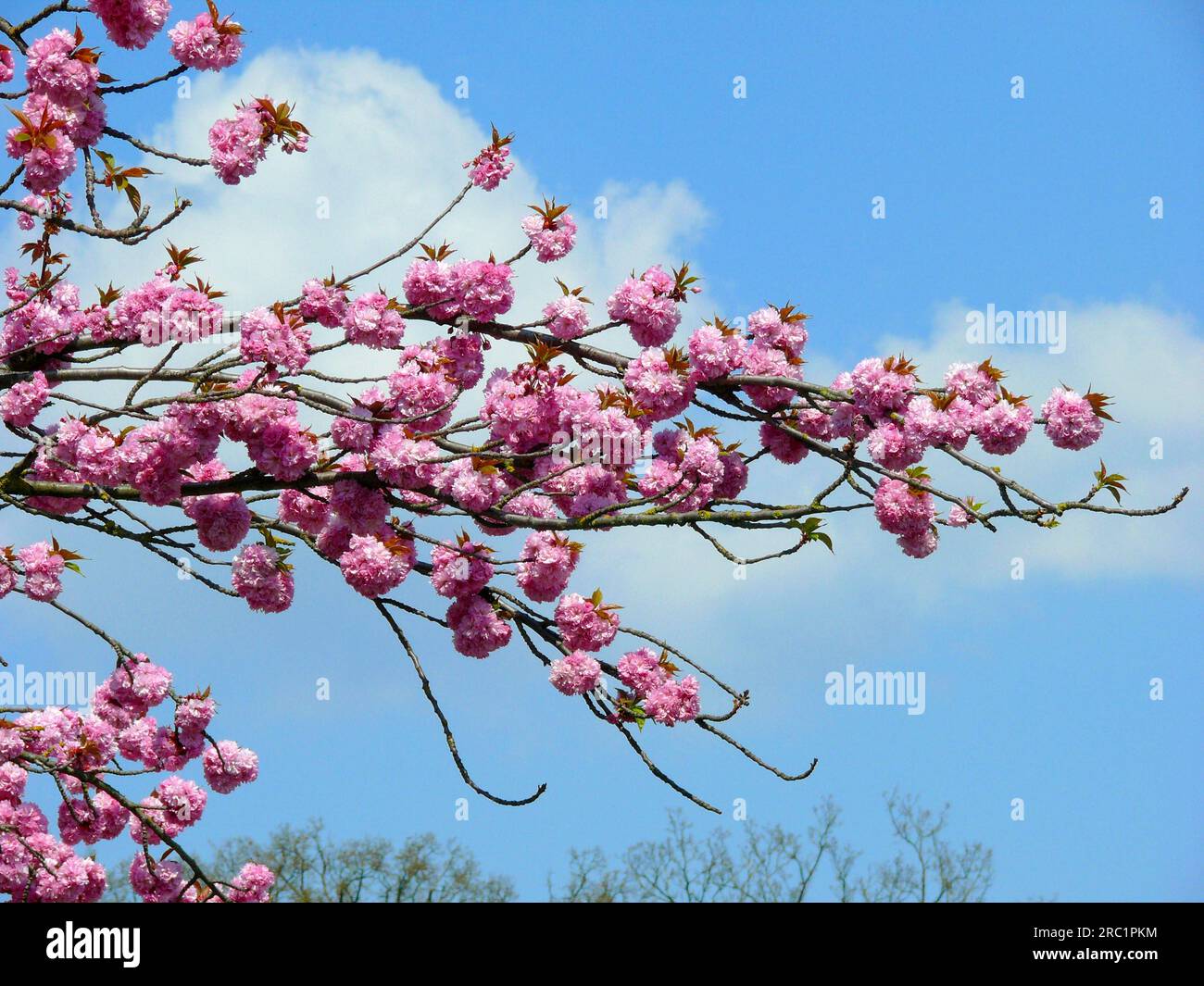 Clove cherry, weeping cherry flowering in spring, Prunus serrulata ...