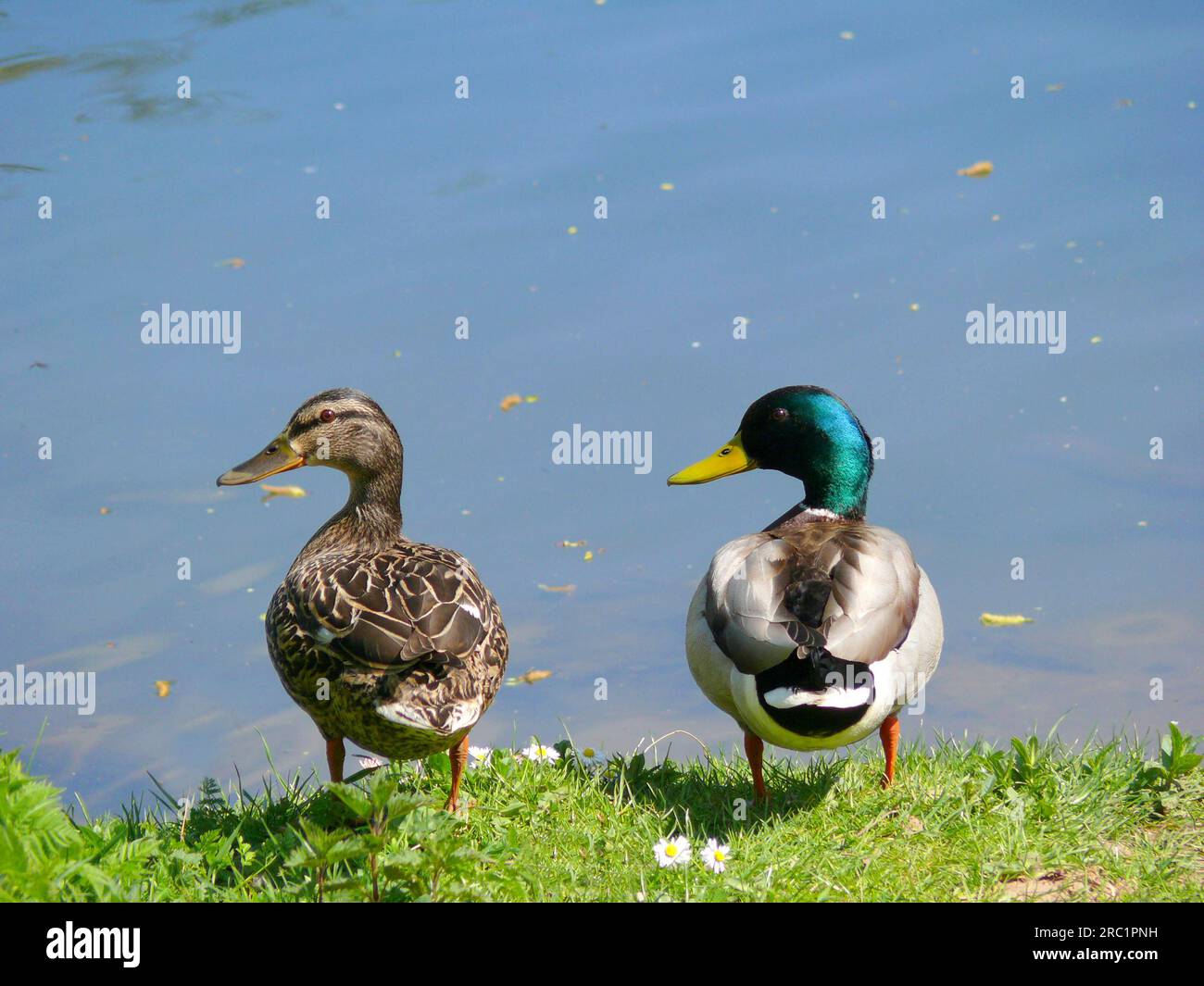 Mallard pair hi-res stock photography and images - Alamy