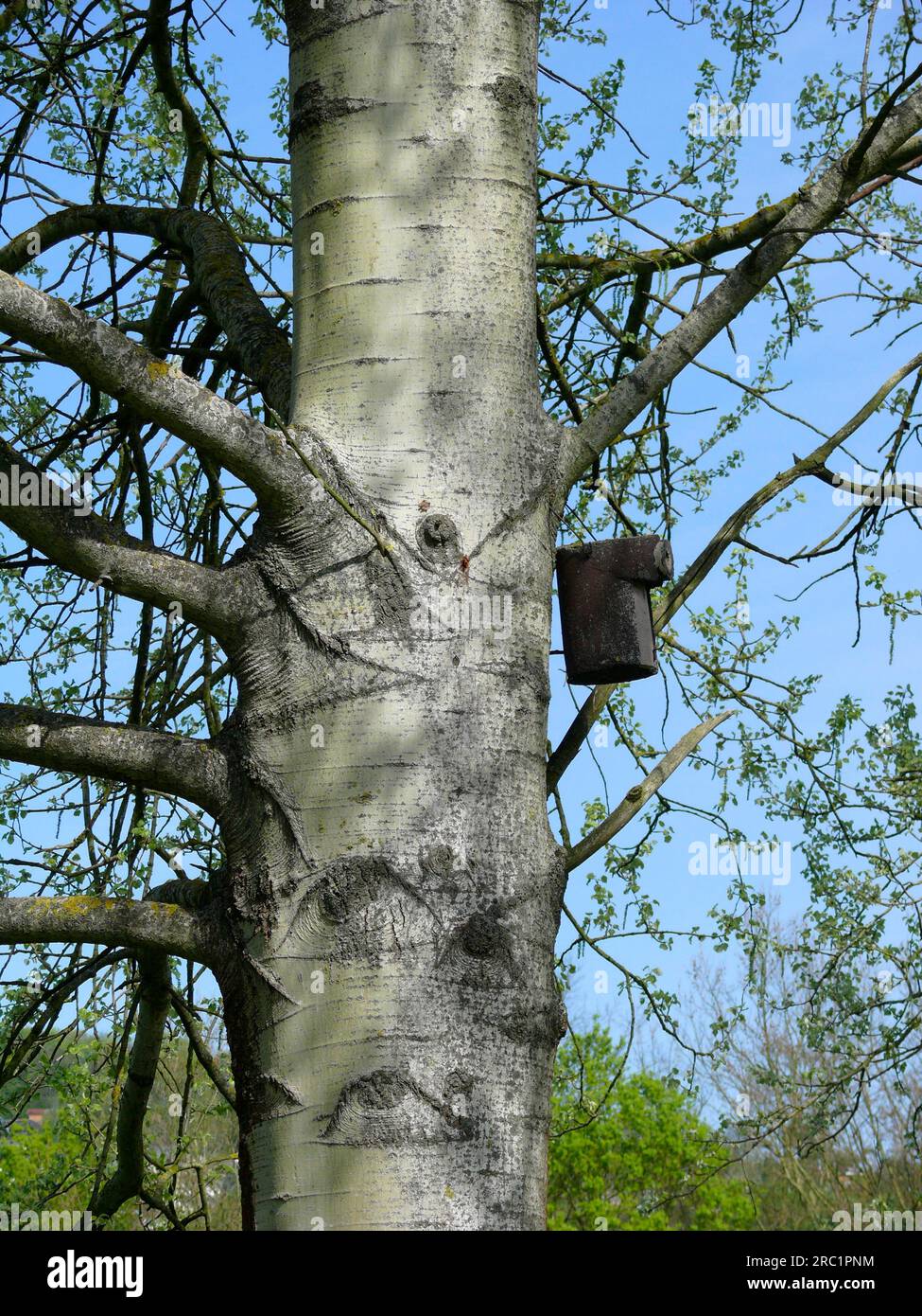 Bird nest box on tree Stock Photo - Alamy