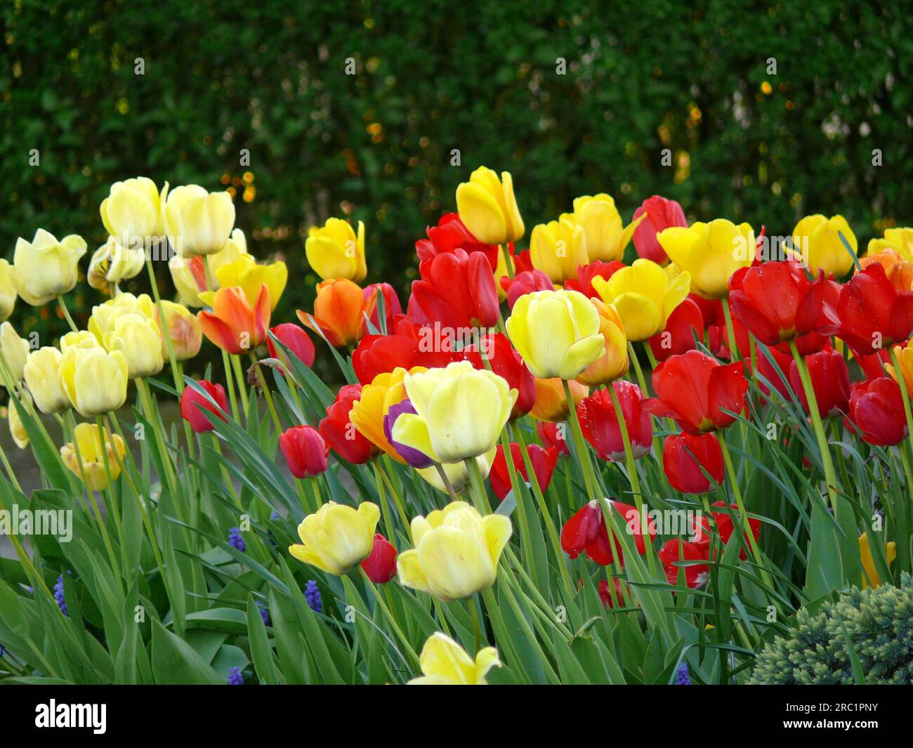 Tulips various flowering in spring, long-stemmed tulips Stock Photo - Alamy