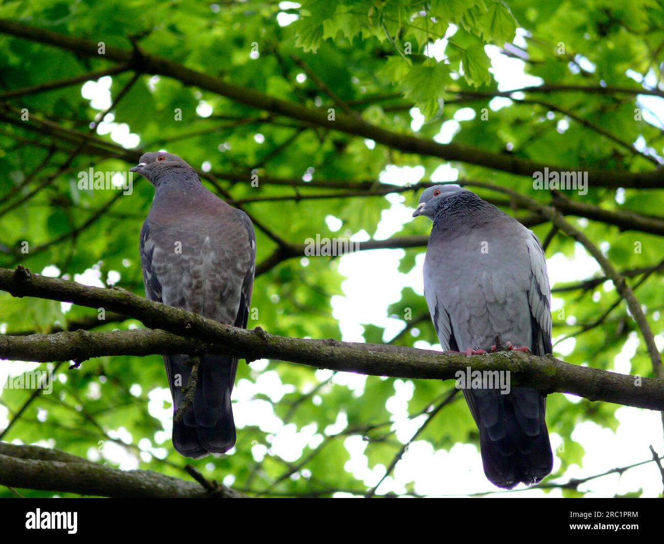 Pigeon sits in bird hi-res stock photography and images - Alamy