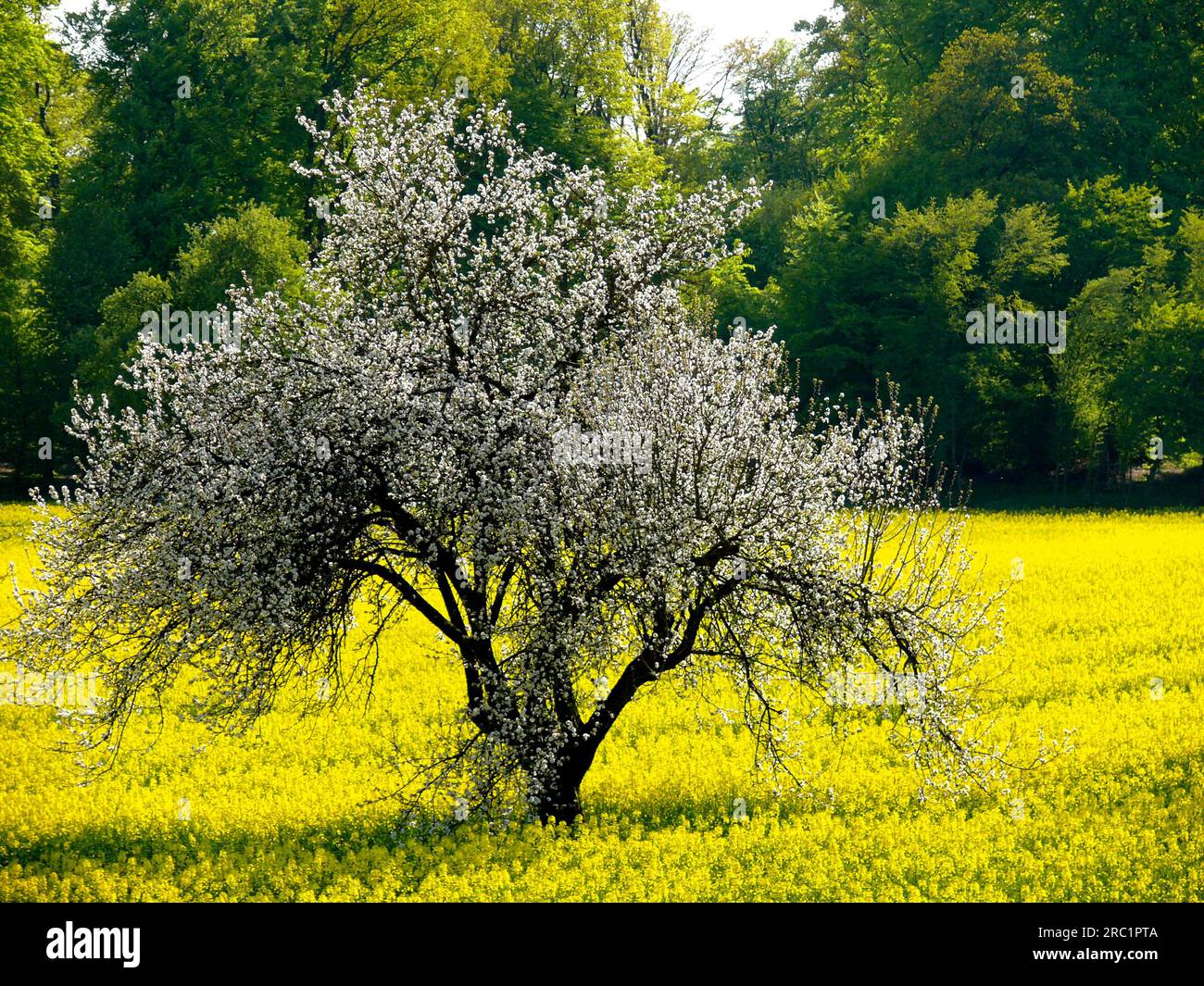 Rape field in blossom, fruit trees, apple tree in full bloom Stock ...