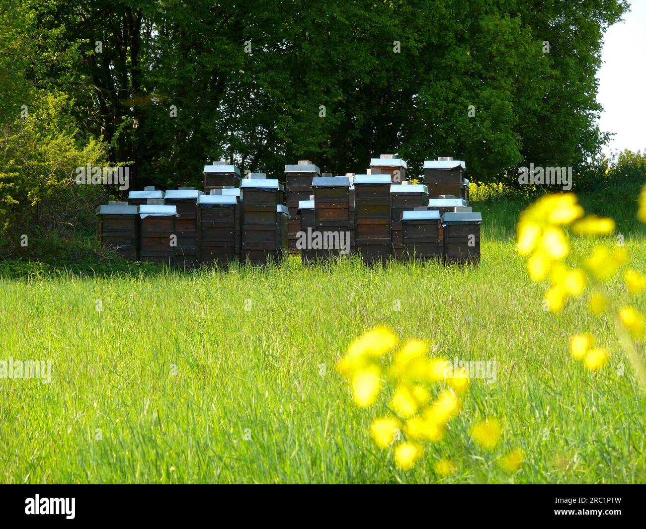Apiary at the rape field Stock Photo - Alamy