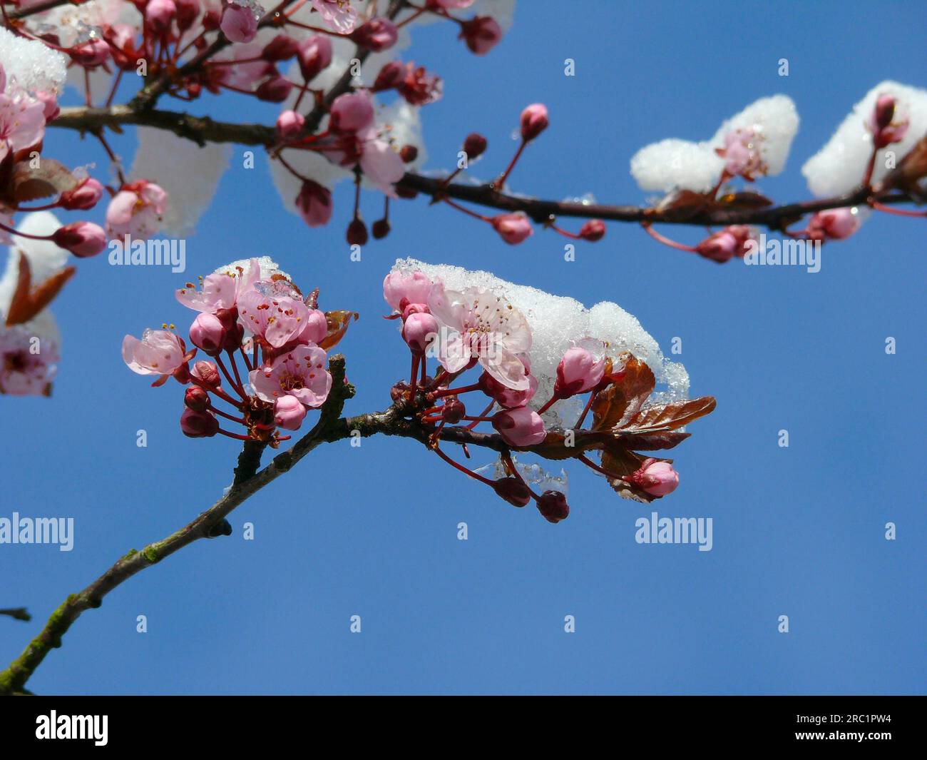 Snow plum hi-res stock photography and images - Alamy