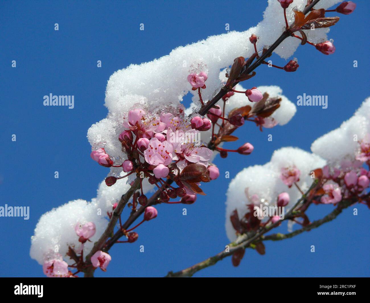 Snow plum hi-res stock photography and images - Alamy