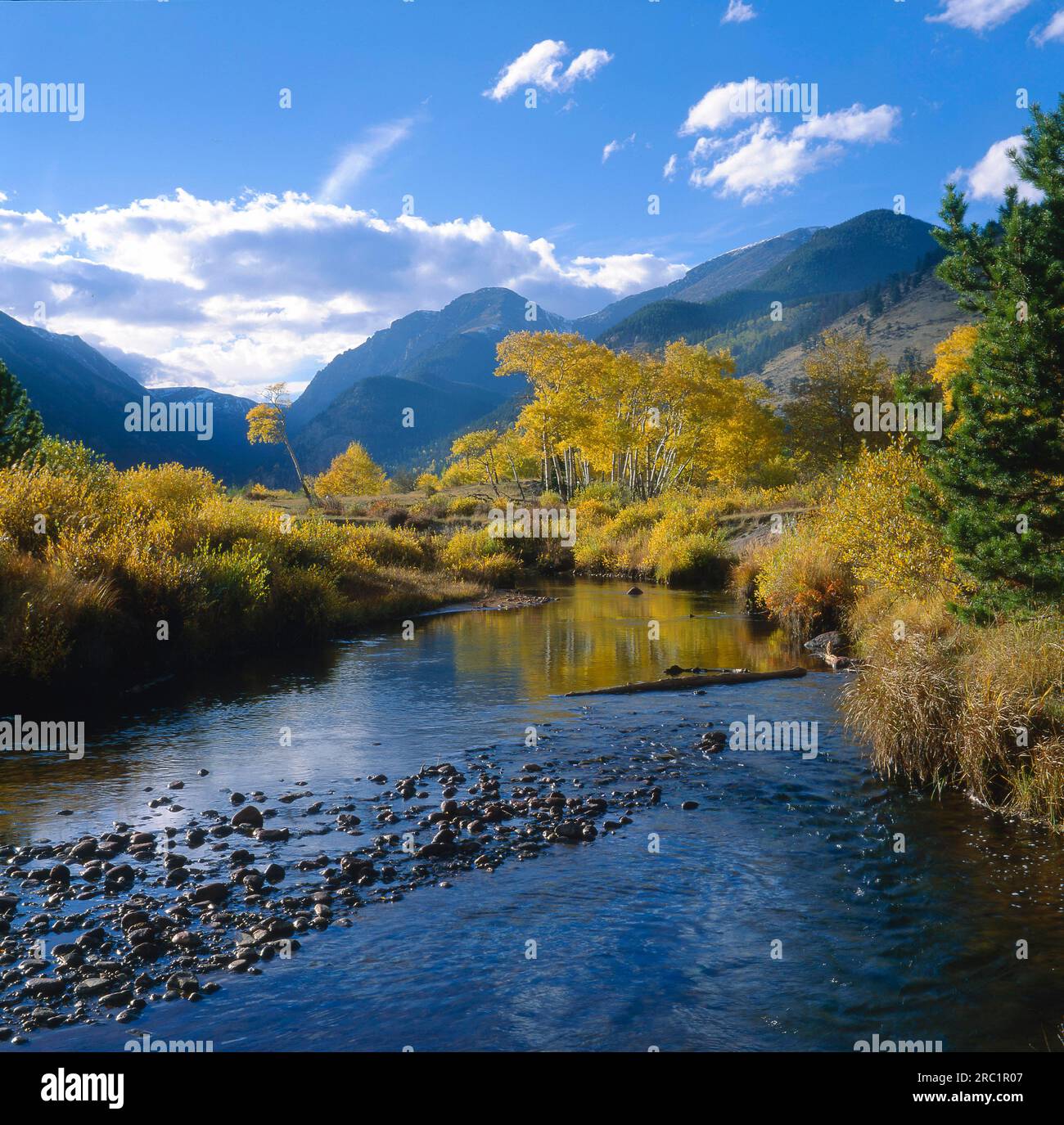 USA, CO, Rocky Mountain National Park, Fall River, Aspen with autumn ...