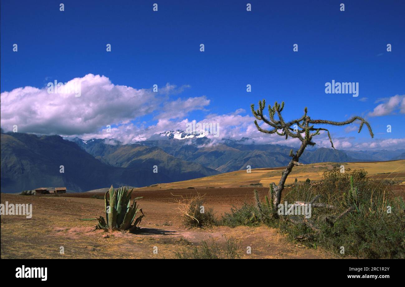 American agave peru hi-res stock photography and images - Alamy