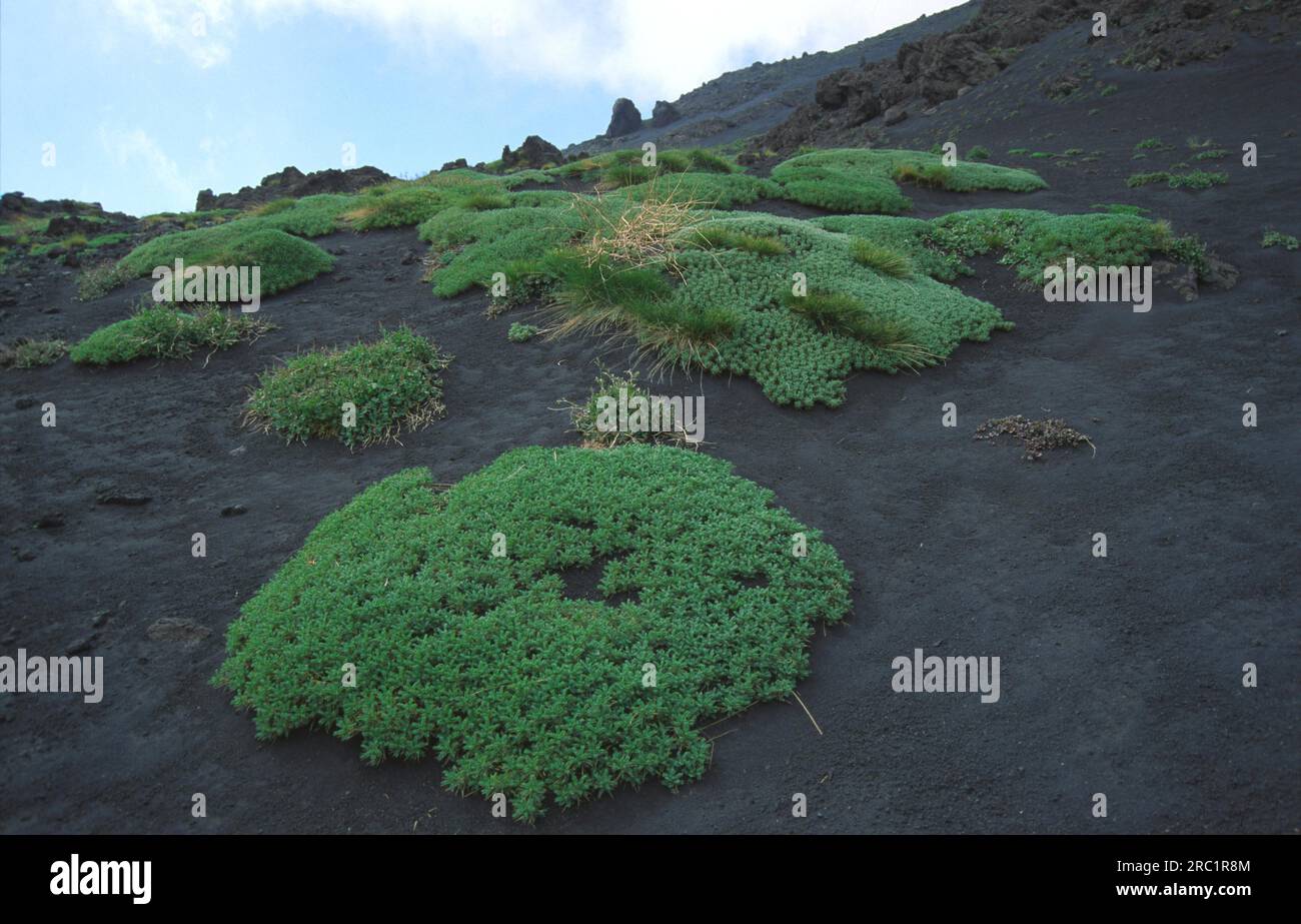 Moss lava hi-res stock photography and images - Alamy