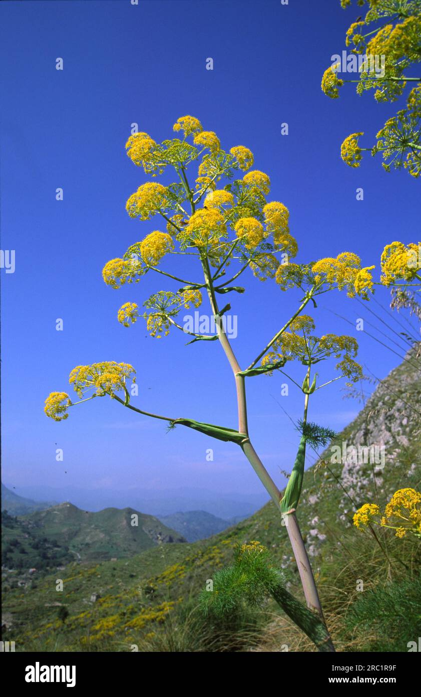Wild dill, plant, spice Stock Photo - Alamy