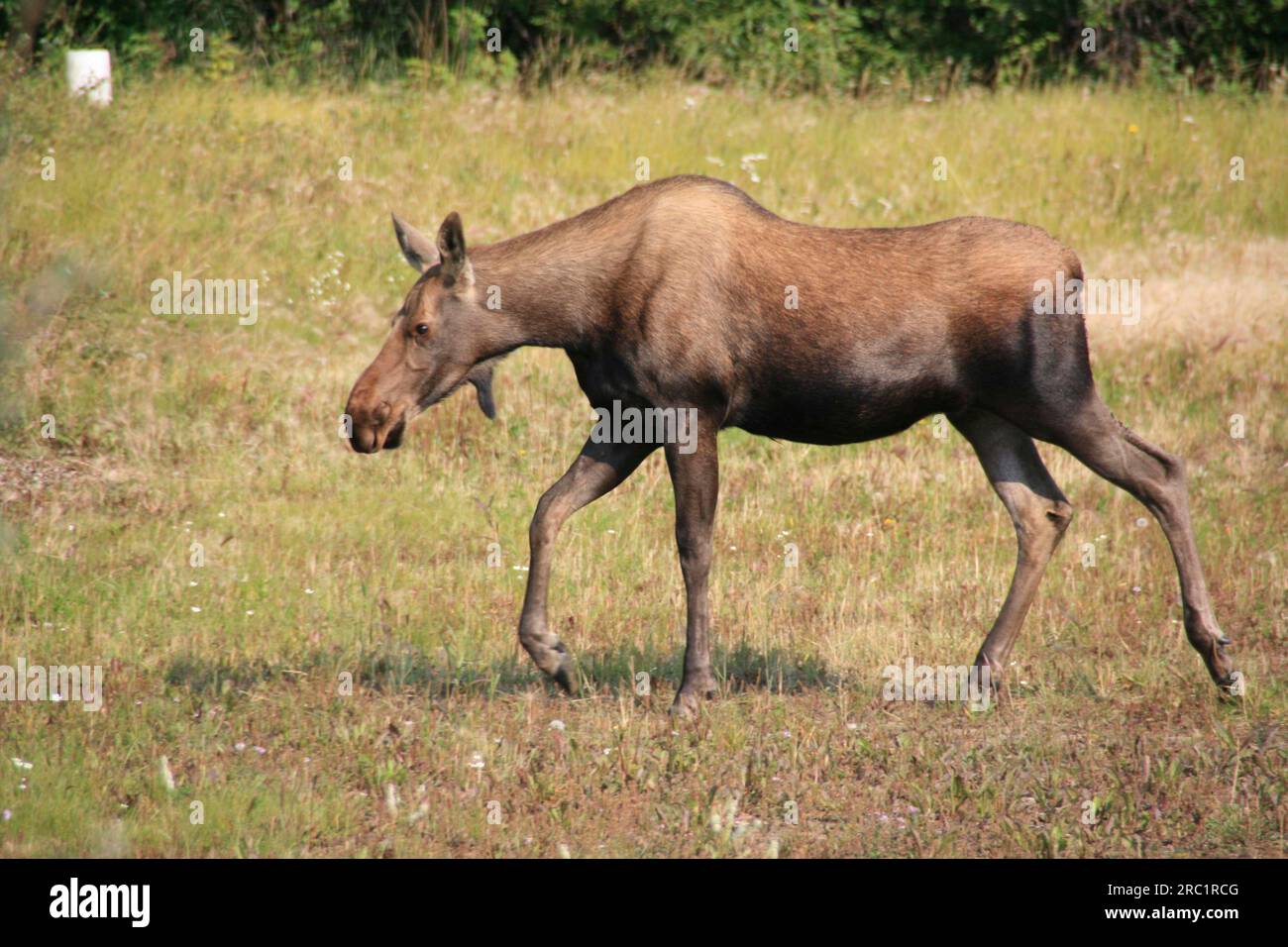 Cow moose near Fairbanks, Alaska, USA Stock Photo - Alamy