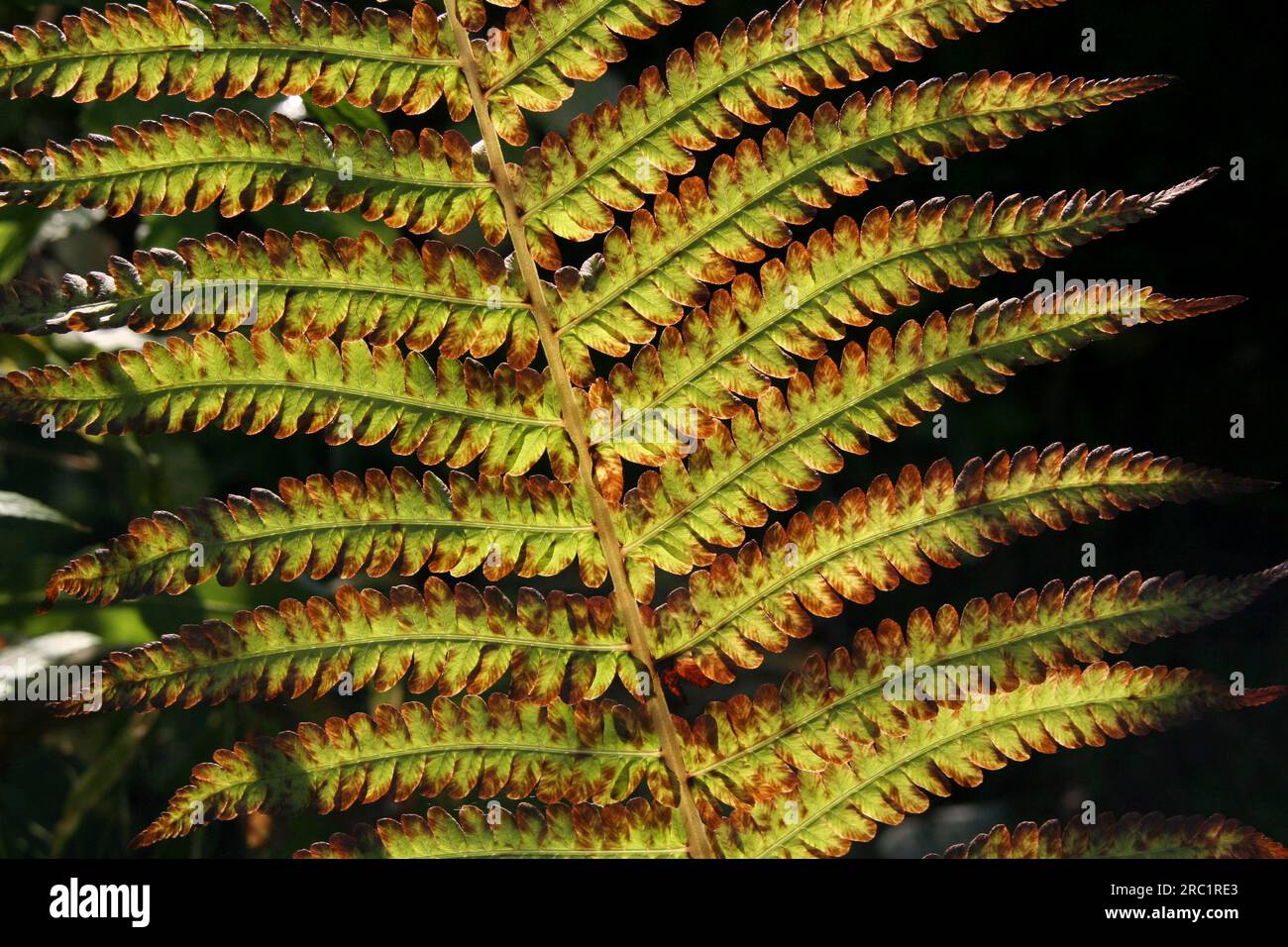 Autumn fern hi-res stock photography and images - Alamy
