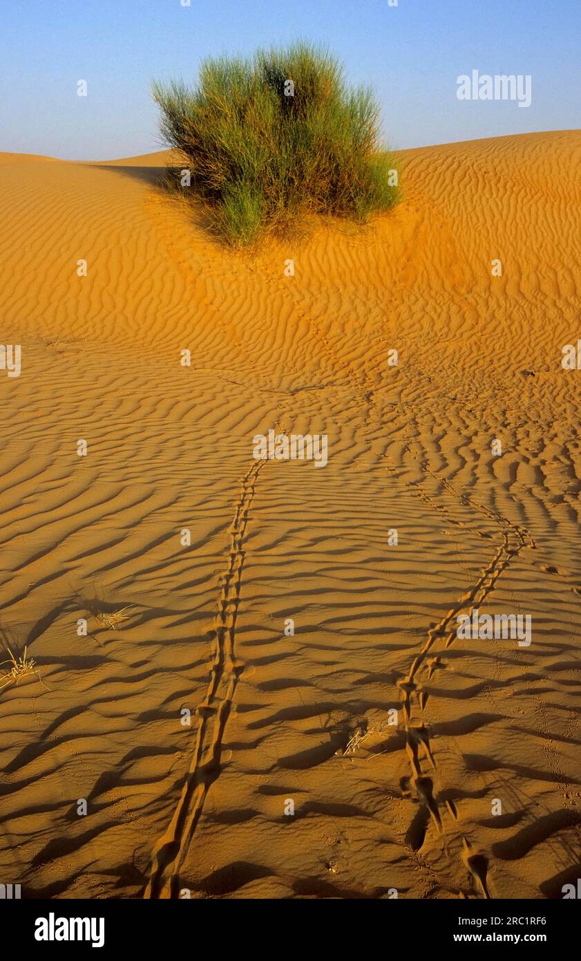 Arabian Desert, United Arab Emirates Stock Photo - Alamy