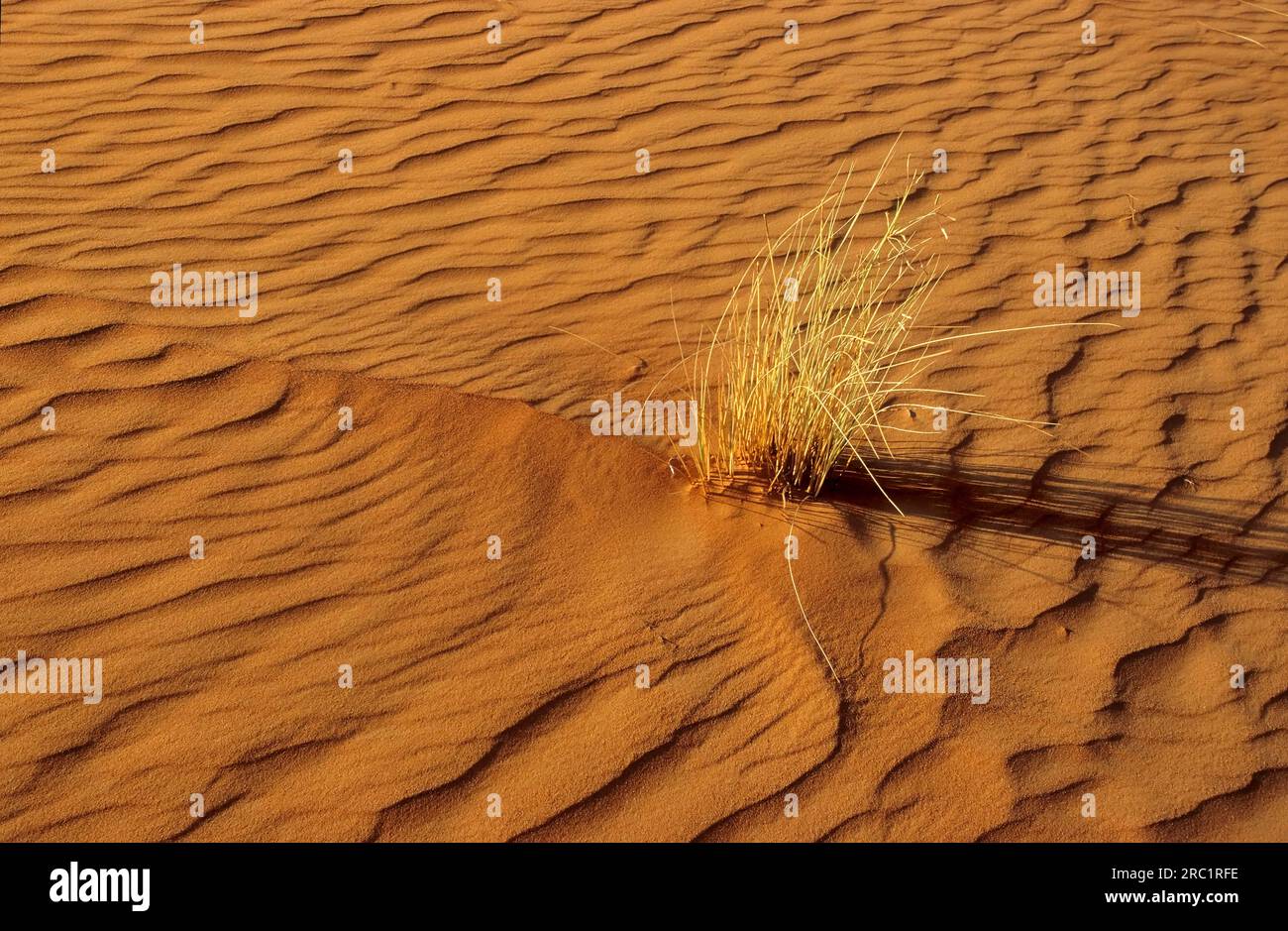 Arabian peninsula desert drought hi-res stock photography and images ...