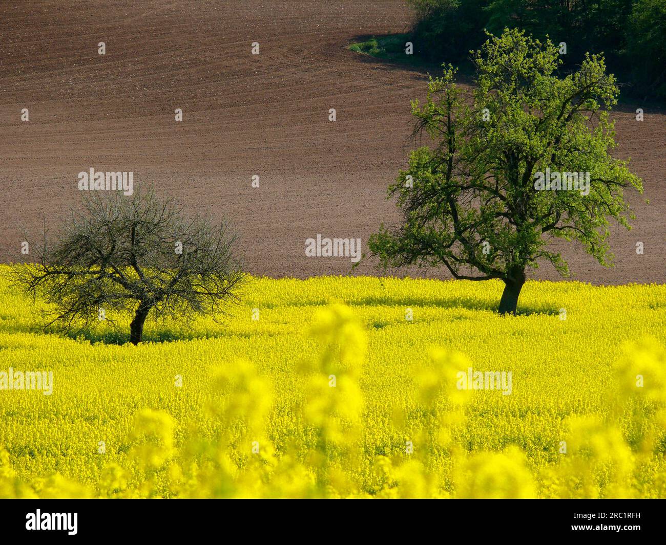 Rape fields in blossom near Pforzheim, fruit trees in the rape field ...