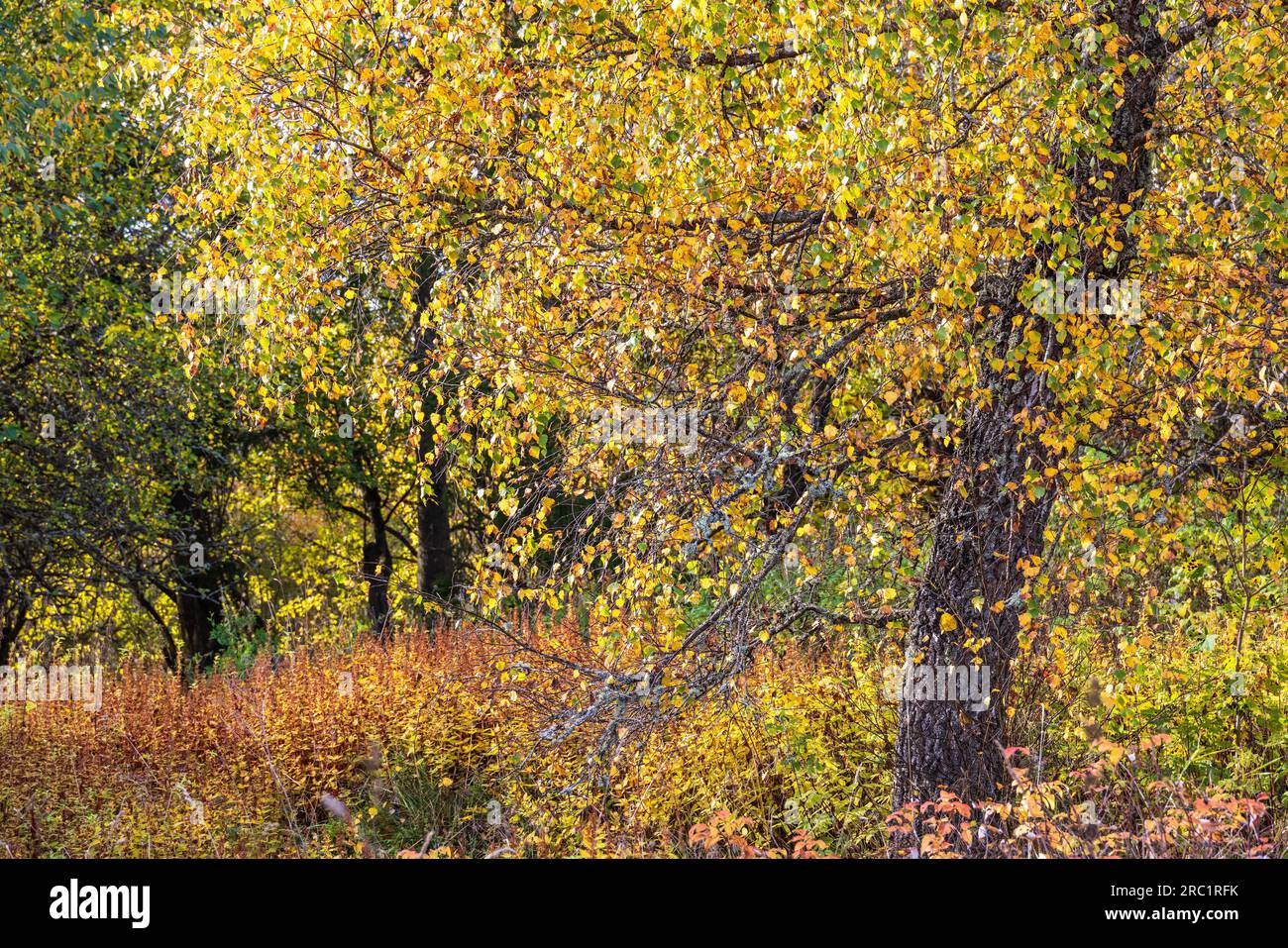 Beautiful deciduous tree hi-res stock photography and images - Alamy