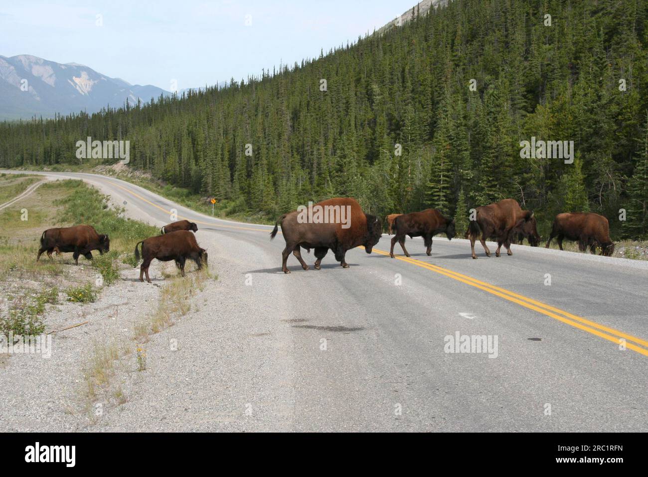 Deer crossing on the Alaska Highway near Muncho Lake, British Columbia ...