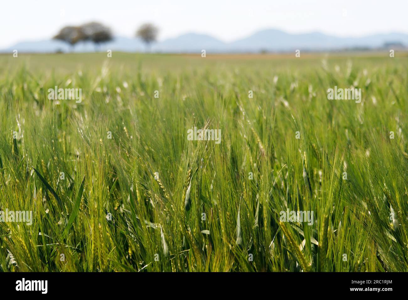 Grainfield wind not person not energy hi-res stock photography and ...