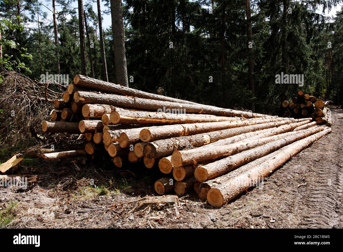 Logging track hi-res stock photography and images - Alamy