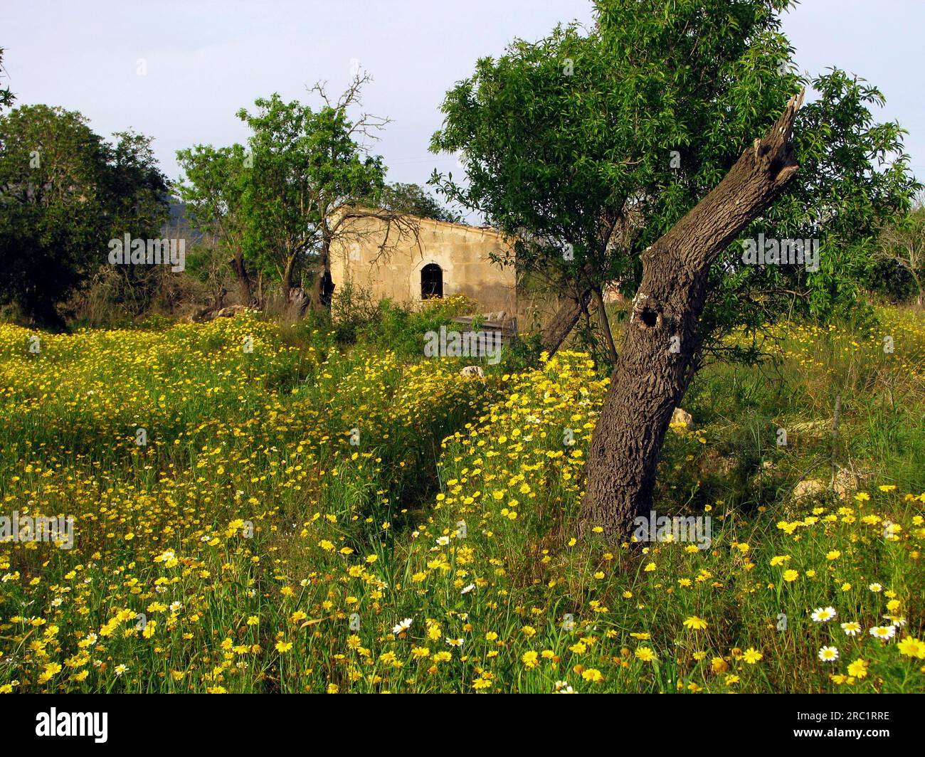 Spring in majorca hi-res stock photography and images - Alamy