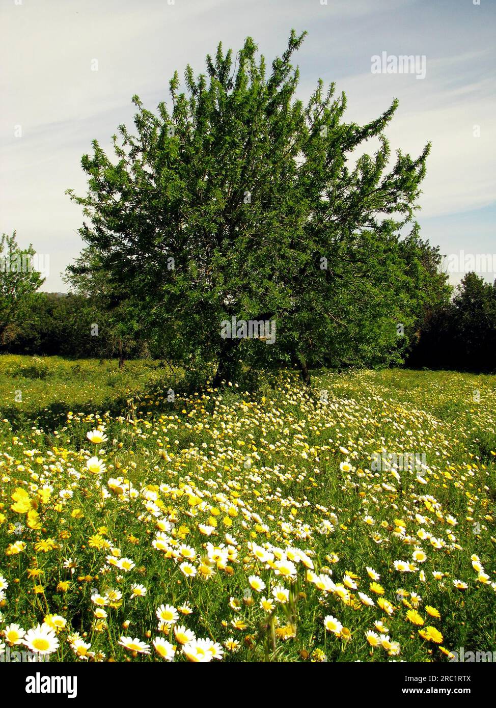Spring flowers mallorca hi-res stock photography and images - Alamy