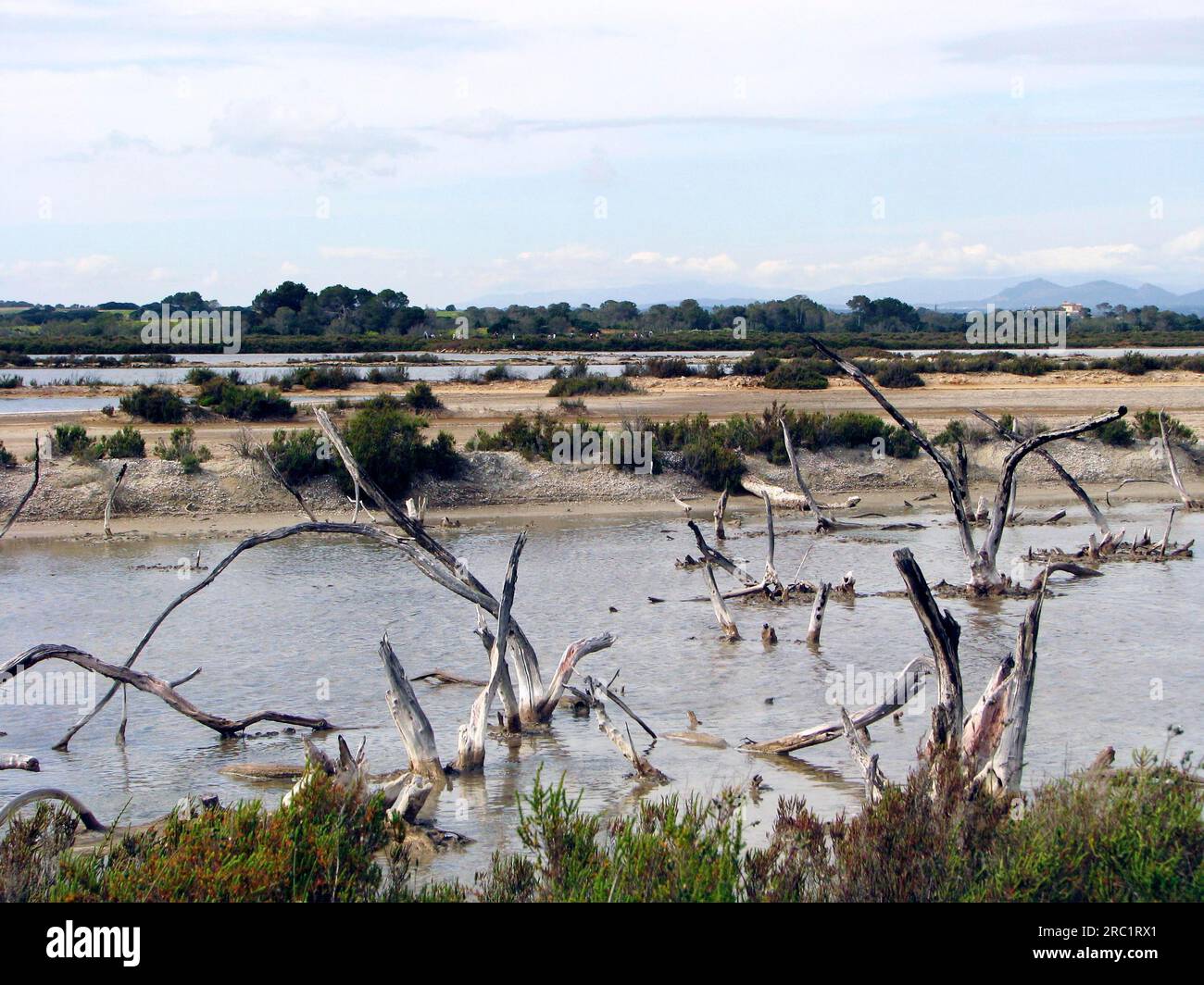 Salt biological natural product hi-res stock photography and images - Alamy