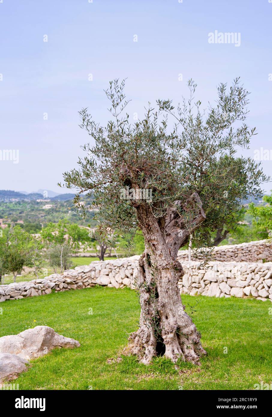 Gnarled olive tree trunk hi-res stock photography and images - Alamy