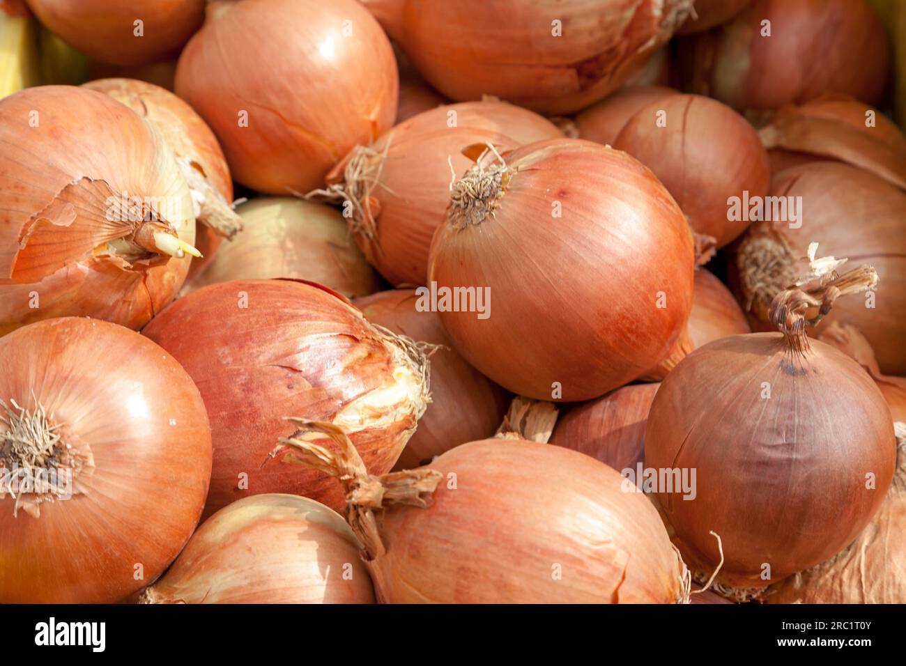 Common onion (Allium cepa Stock Photo - Alamy
