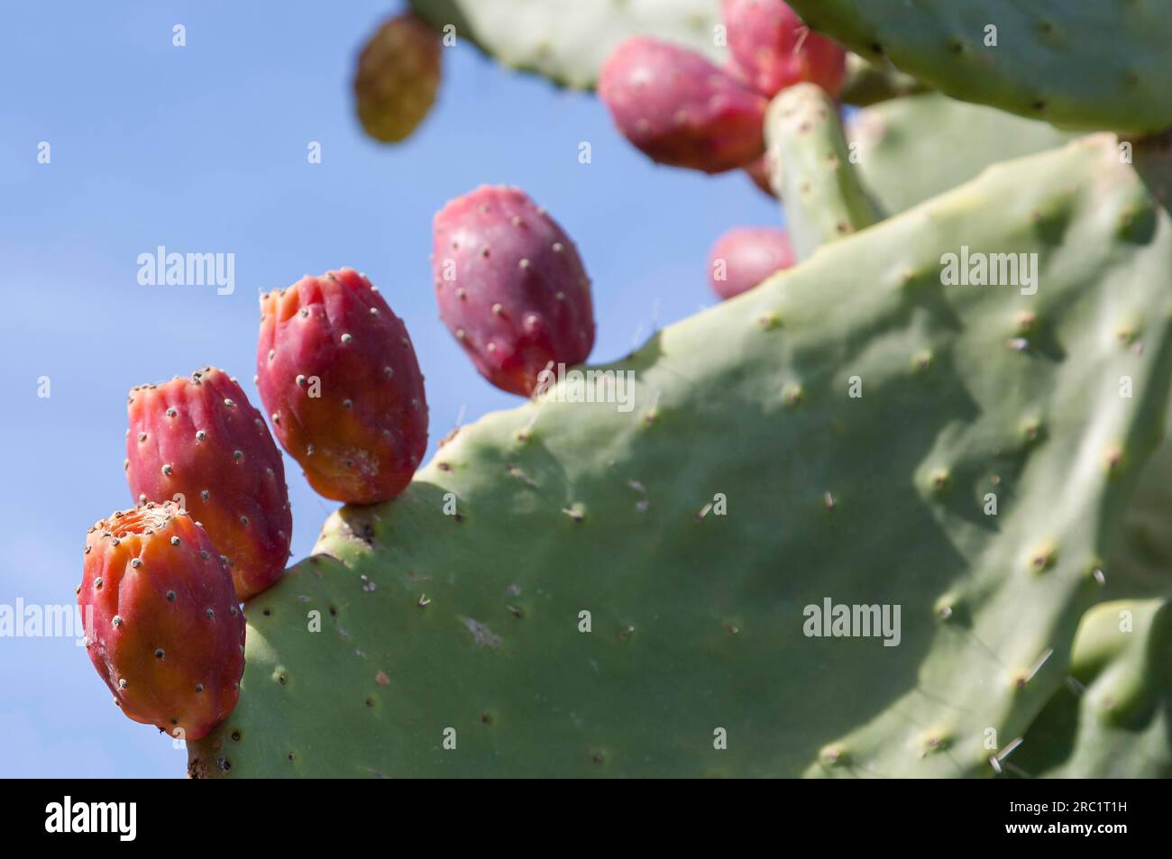 Prickly cactus common plant hi-res stock photography and images - Alamy