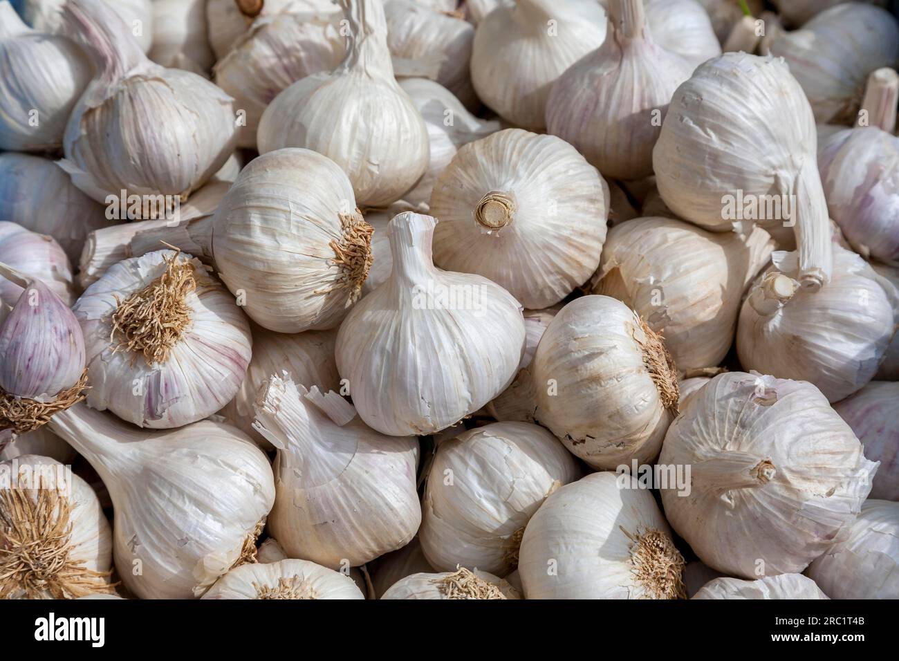 Cultivated bulbs hi-res stock photography and images - Alamy