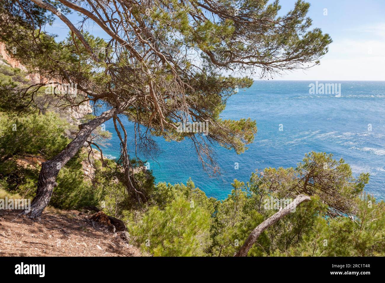 Mediterranean flora coastal vegetation hi-res stock photography and ...
