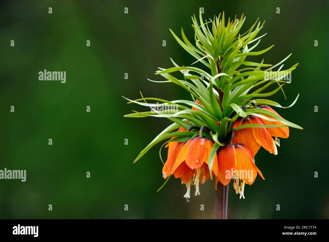 Kaiser's crown (Fritillaria imperialis), Imperial crown Stock Photo - Alamy