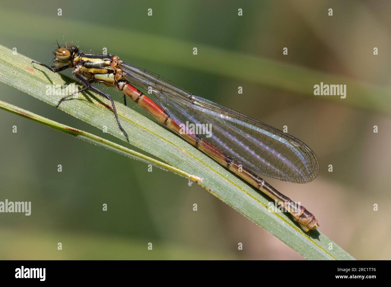 Large red damselfly (Pyrrhosoma nymphula Stock Photo - Alamy