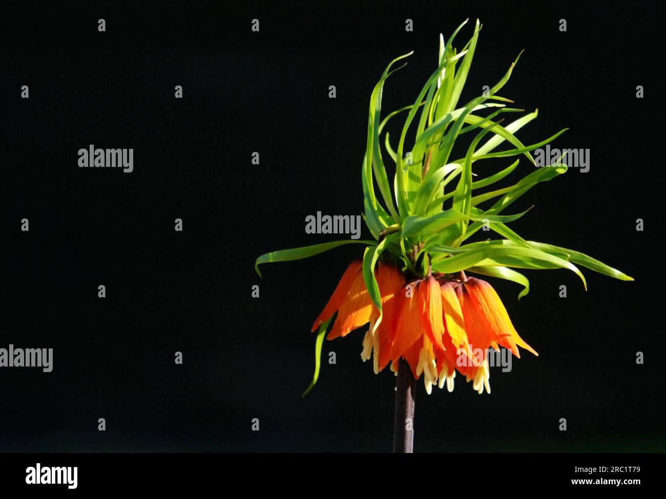 Kaiser's crown (Fritillaria imperialis), Imperial crown Stock Photo - Alamy
