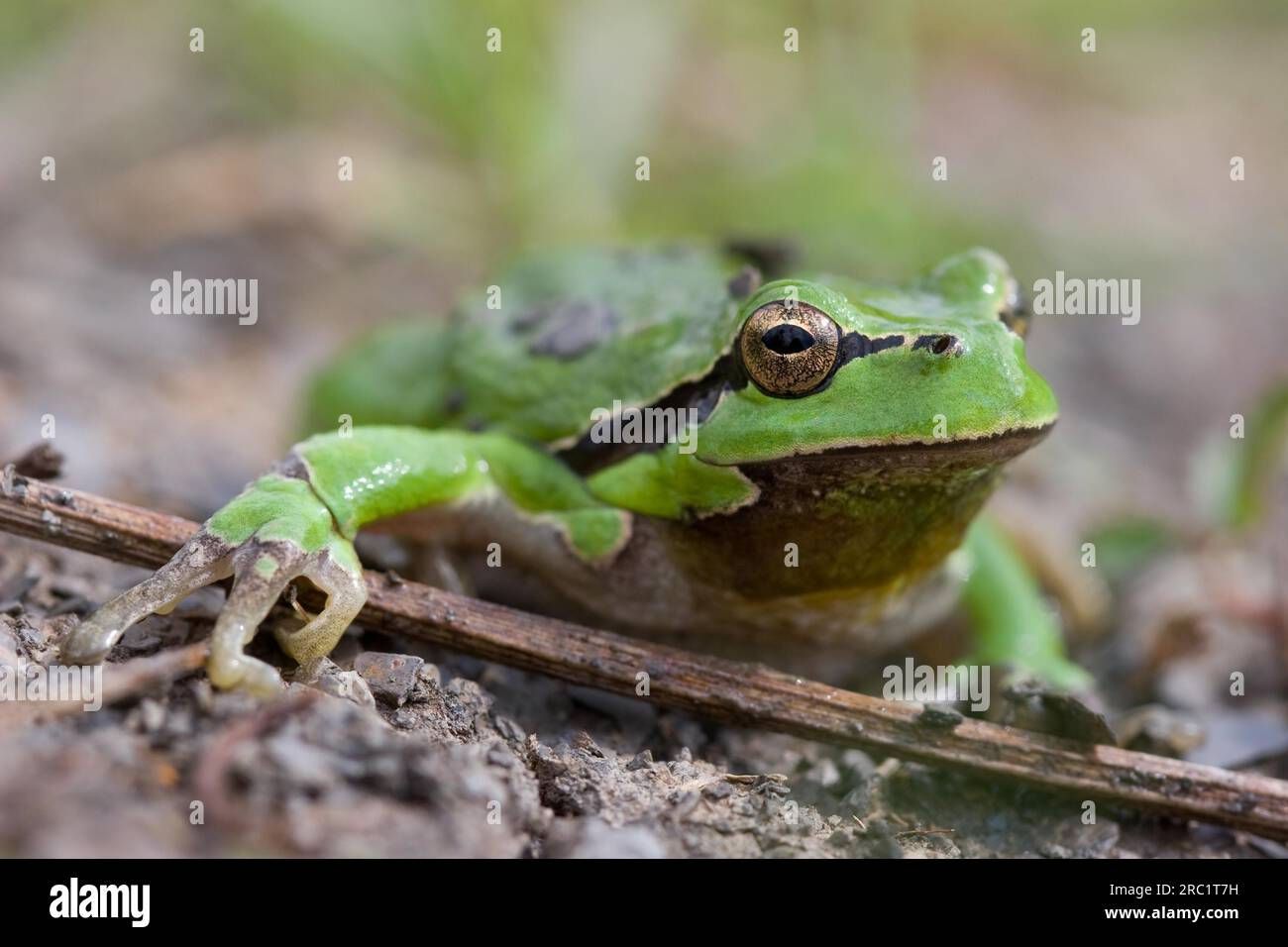 European tree frog (Hyla arborea Stock Photo - Alamy