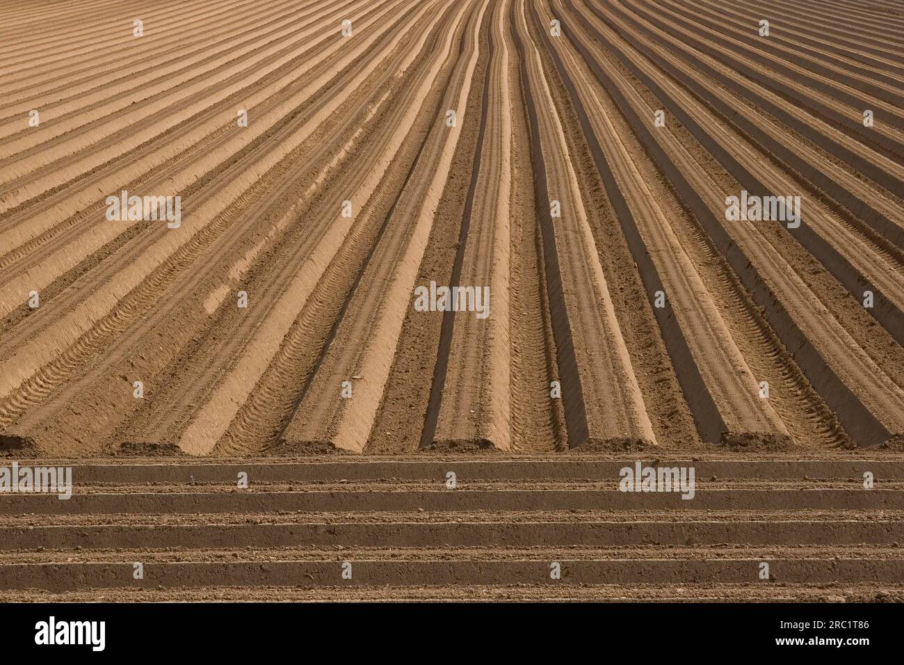 Carrot field in front of sowing Stock Photo - Alamy