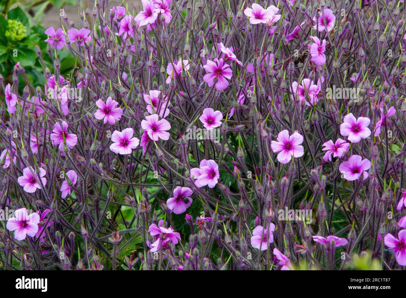 Geranium maderense Yeo growing wild in Madeira Stock Photo - Alamy