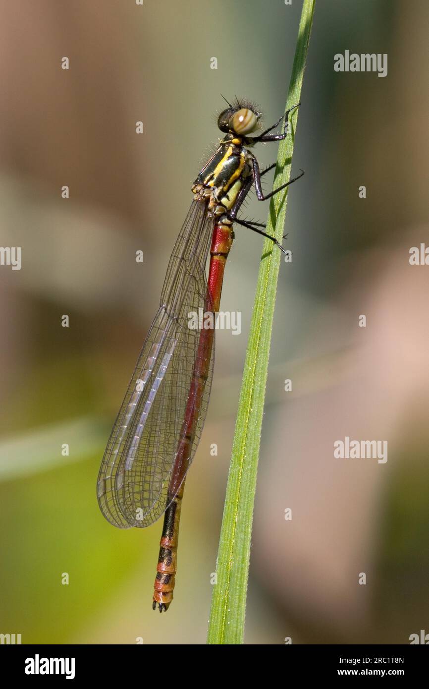 Large red damselfly (Pyrrhosoma nymphula Stock Photo - Alamy