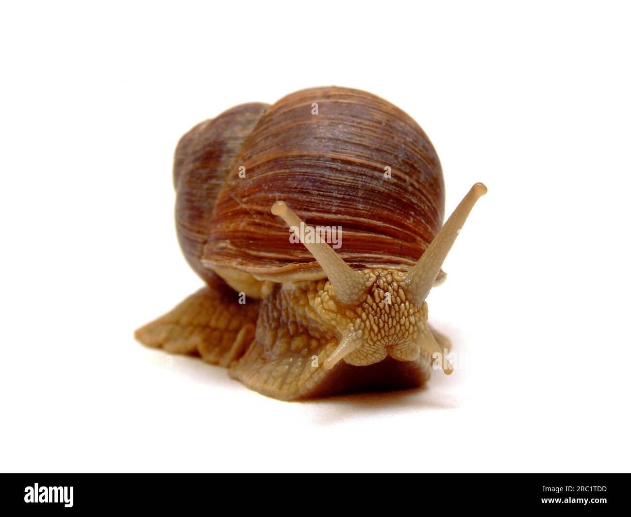 Animal contemplation Cut Out Stock Images & Pictures - Alamy