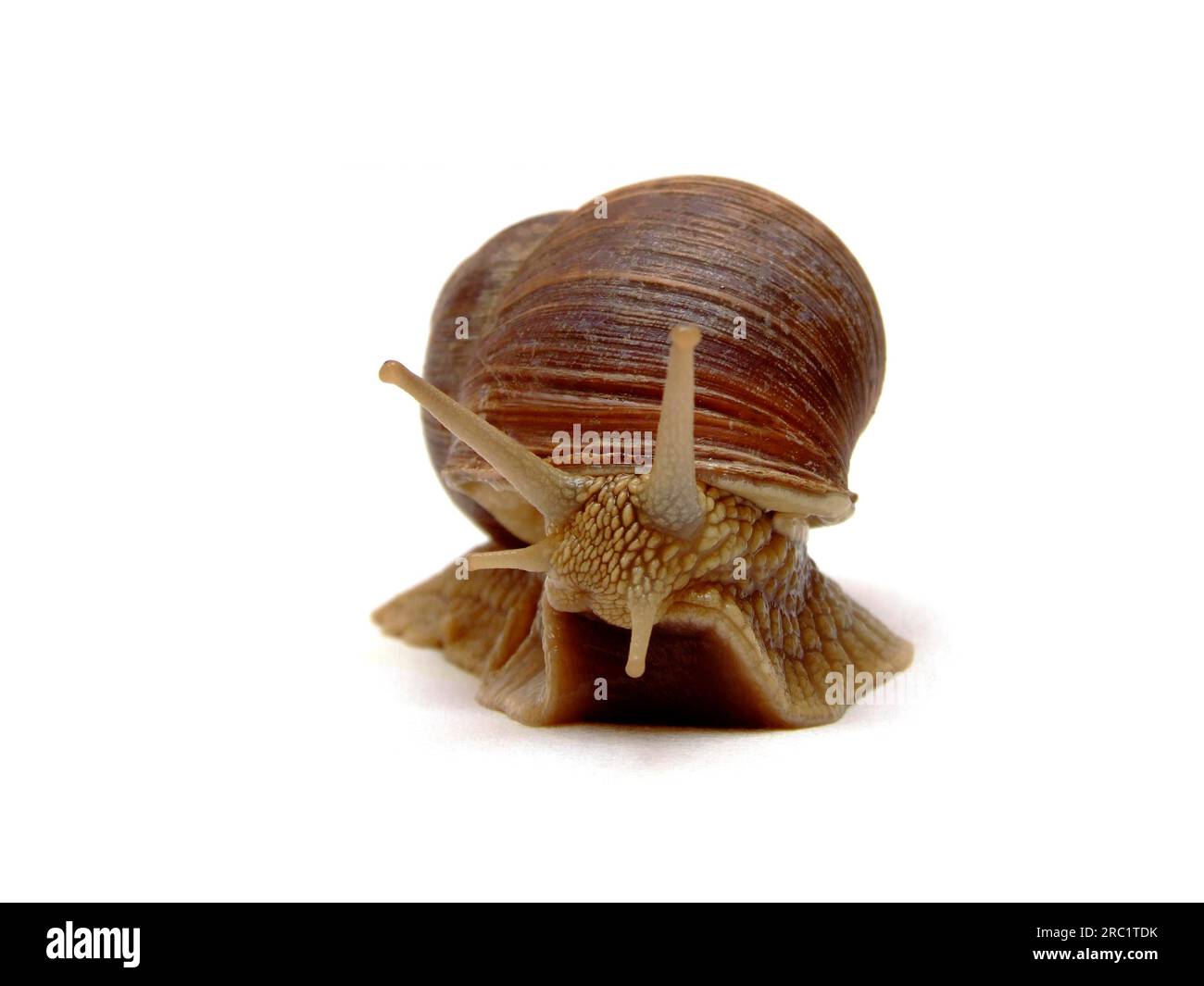 Pulmonates Cut Out Stock Images & Pictures - Alamy