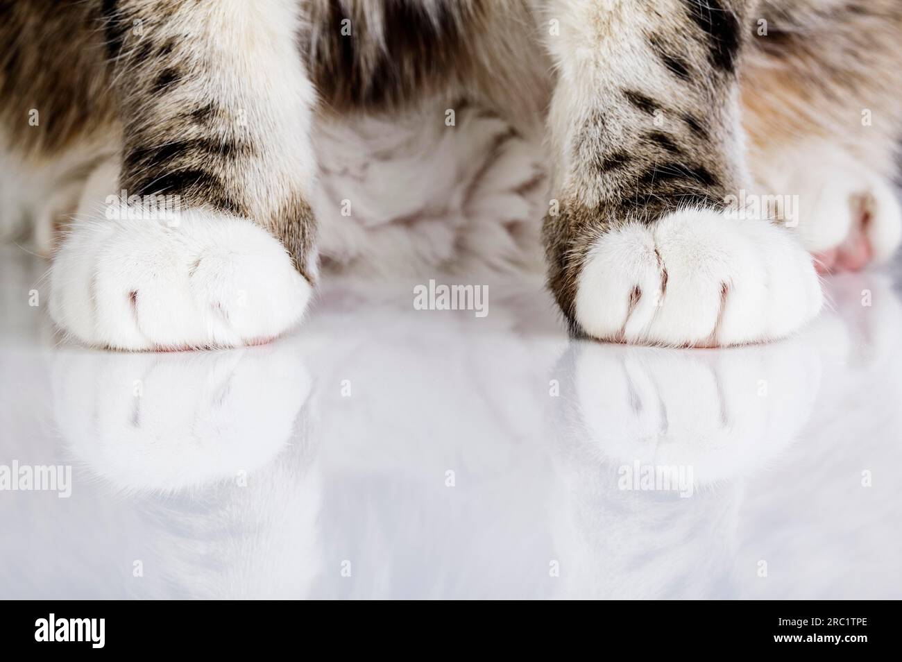 Soft paws hi-res stock photography and images - Alamy