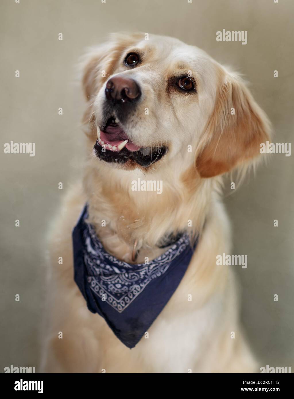 Portrait of a Golden Retriever Dog Stock Photo - Alamy