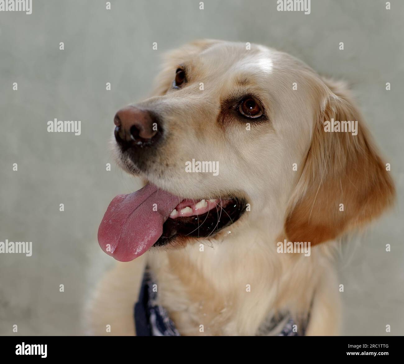 Golden retriever dog face tongue hi-res stock photography and images ...