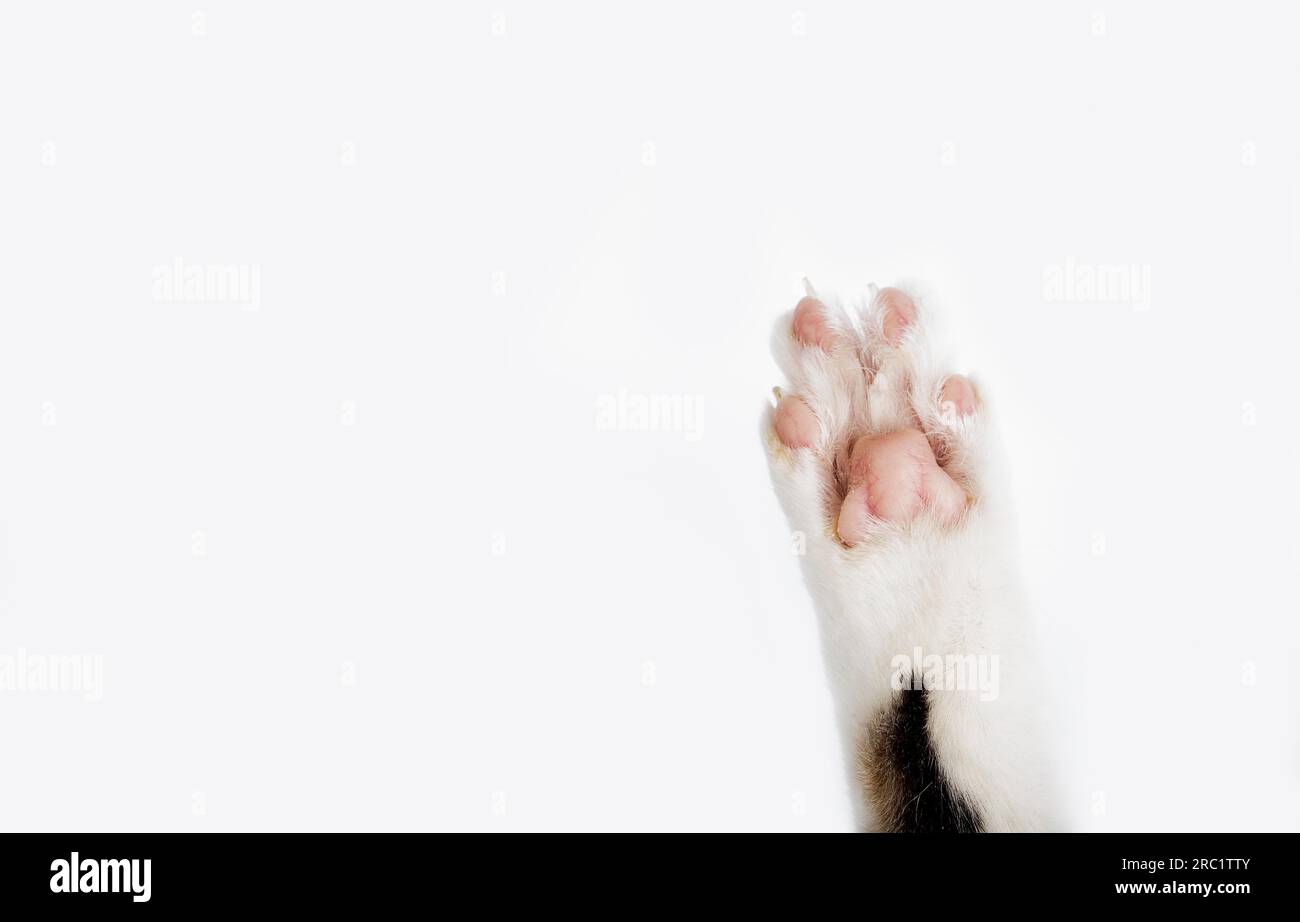 Soft cat hi-res stock photography and images - Alamy