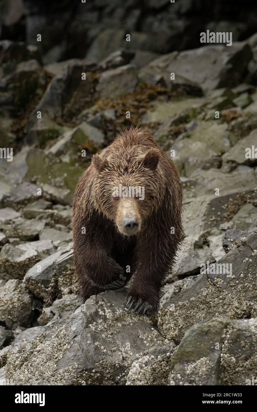 Brown bear on rocks Stock Photo - Alamy