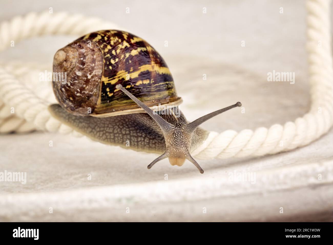 Spotted snail hi-res stock photography and images - Alamy