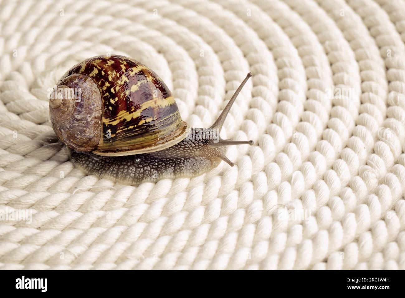 Spotted snail hi-res stock photography and images - Alamy