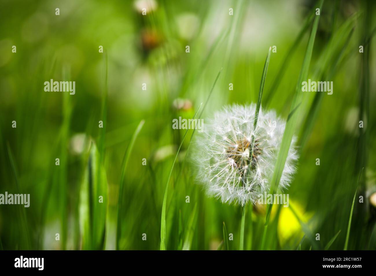 Summer meadow full of dandelions and L Stock Photo - Alamy