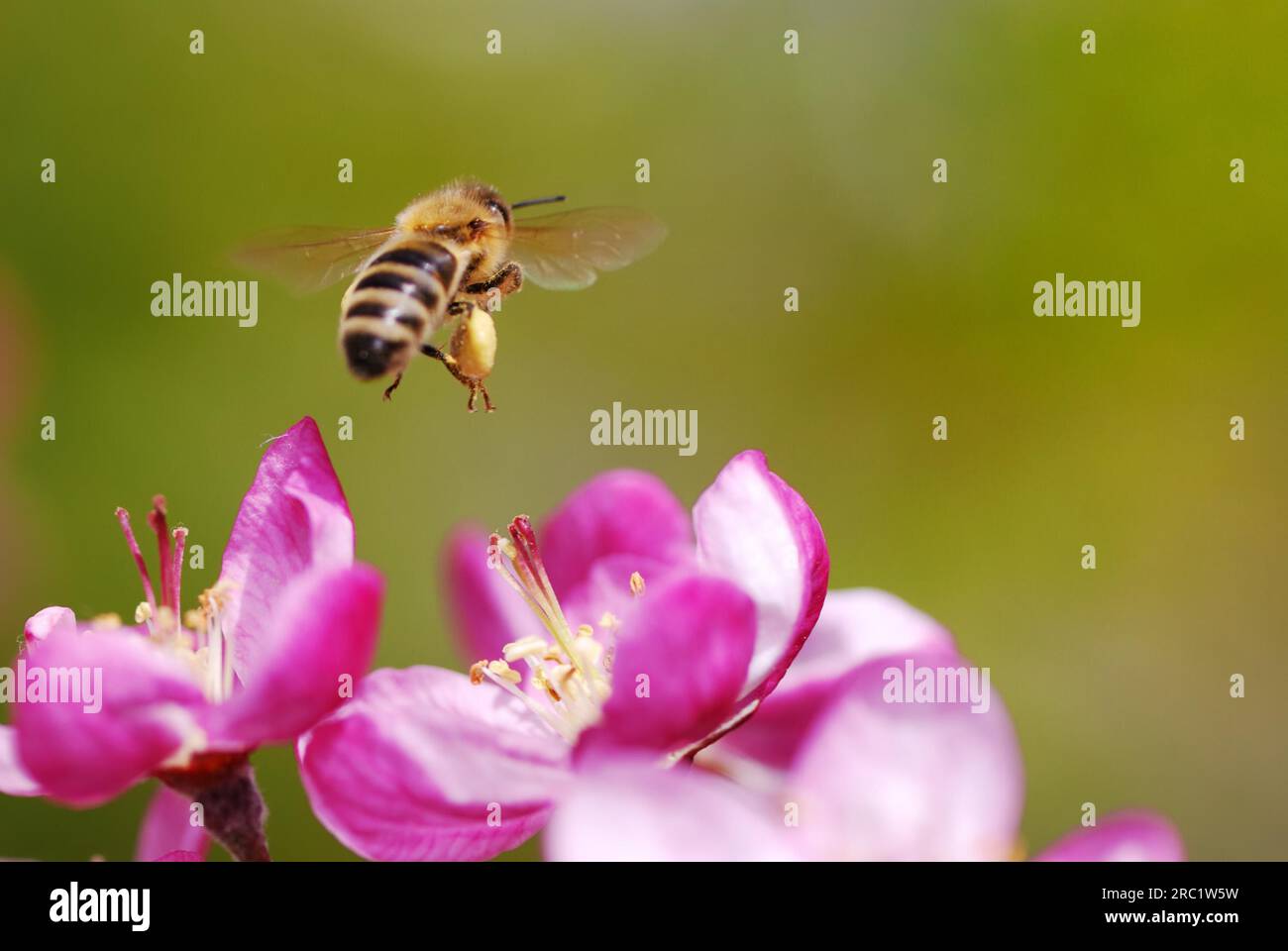 Flying honeybee collecting pollen at blossoms Stock Photo - Alamy